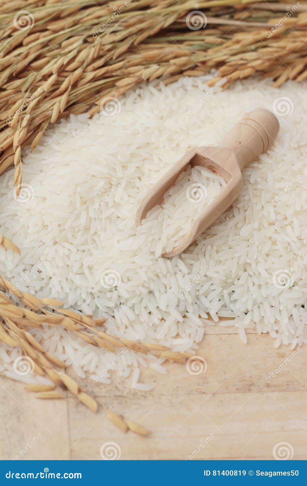 Jasmine Rice and Rice Grains for the Harvest. Stock Image - Image of ...
