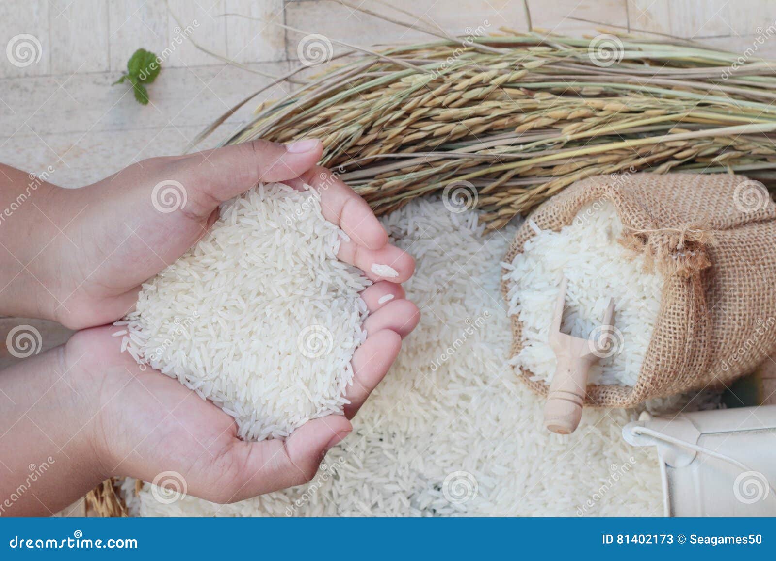 Jasmine Rice and Rice Grains for the Harvest. Stock Image - Image of ...