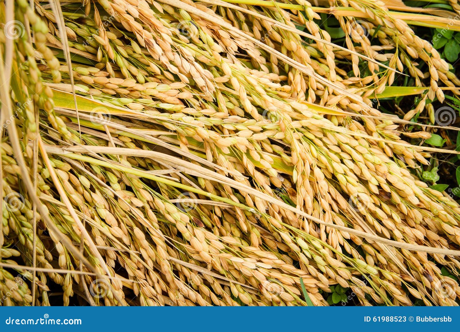 Jasmine Rice Seed Yellow Gold for Food Stock Image - Image of farm ...