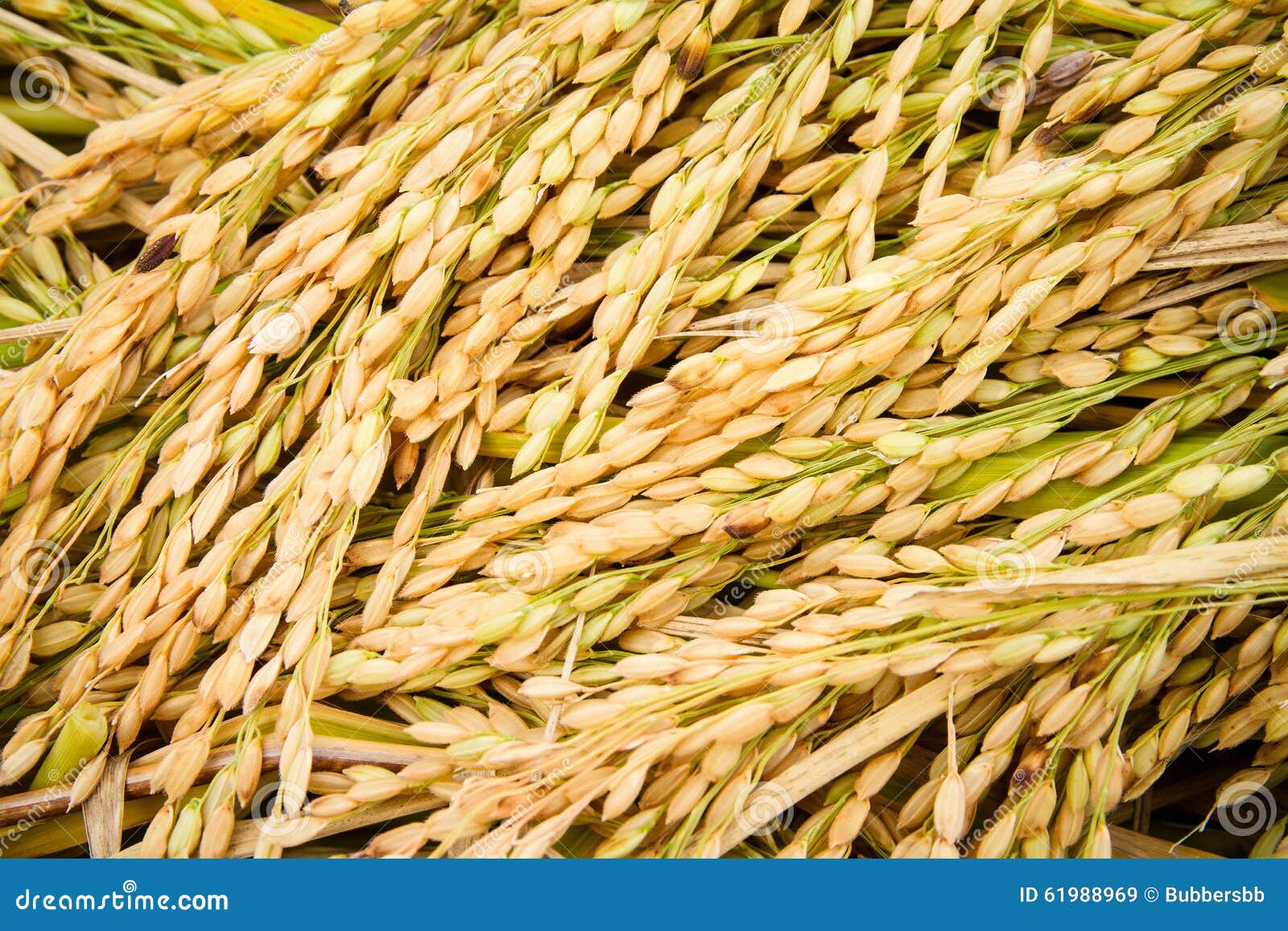 Jasmine Rice Seed Yellow Gold for Food Stock Image - Image of crop ...