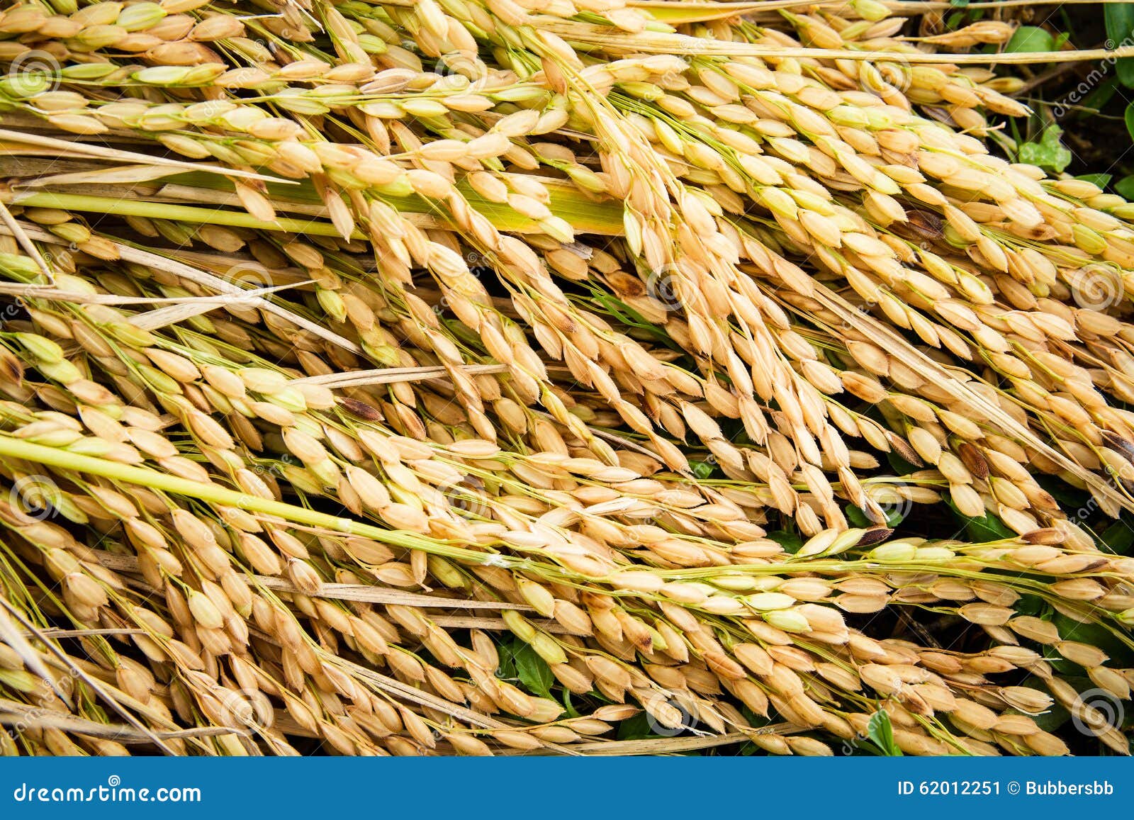 Jasmine Rice Seed Yellow Gold for Food Stock Image - Image of gold ...