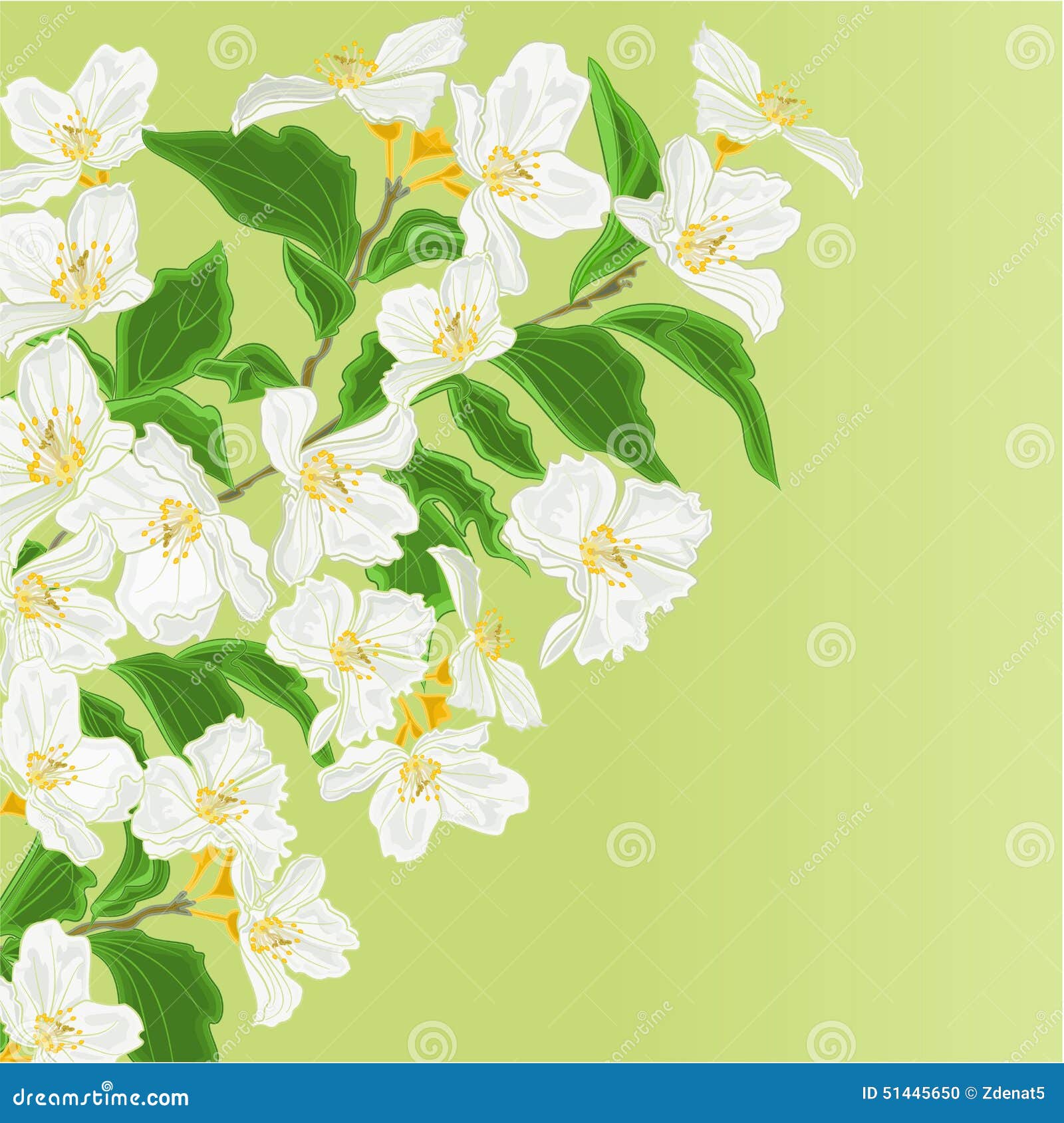 Jasmine Flower Vector Png