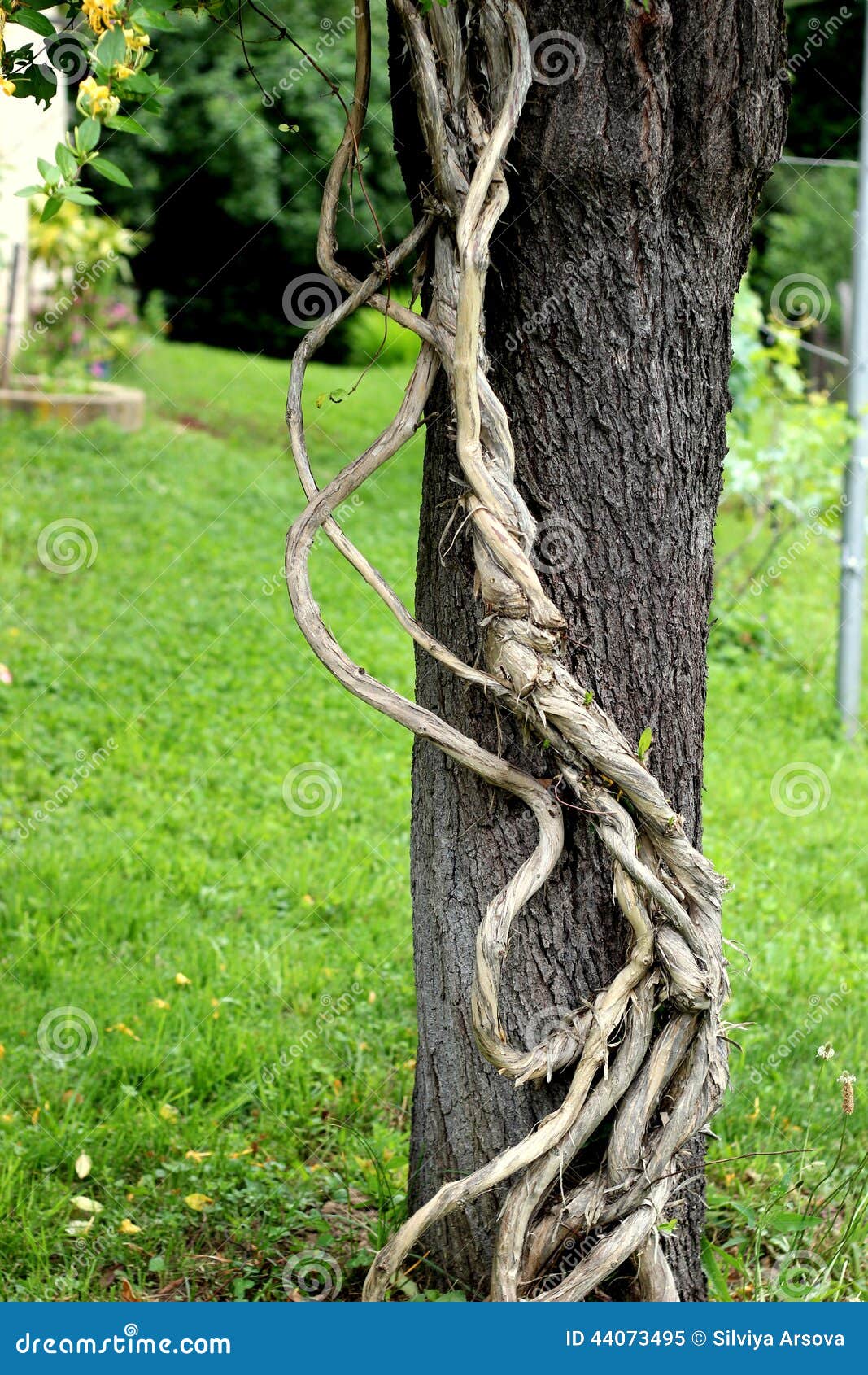 Jasmine Stem stock image. Image of jasminum, growth, seasonal - 44073495