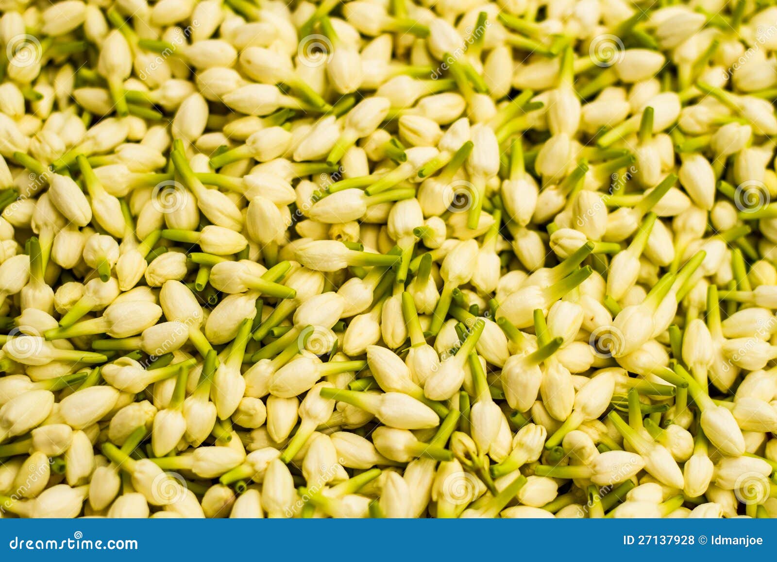 Jasmine texture stock photo. Image of nature, botanical - 27137928