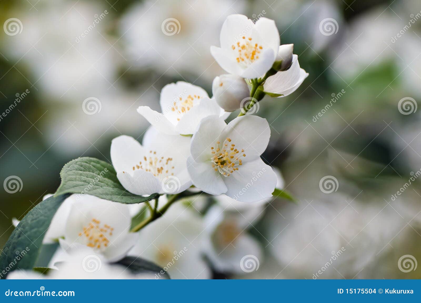 A jasmine tree stock photo. Image of beauties, jessamine - 15175504