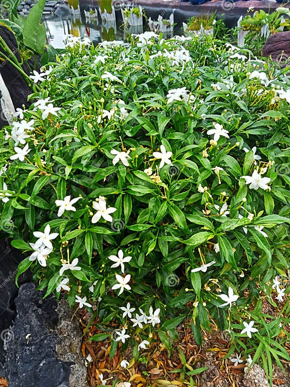 The Jasmine Tree is so Beautiful Stock Image - Image of jasmine, green ...