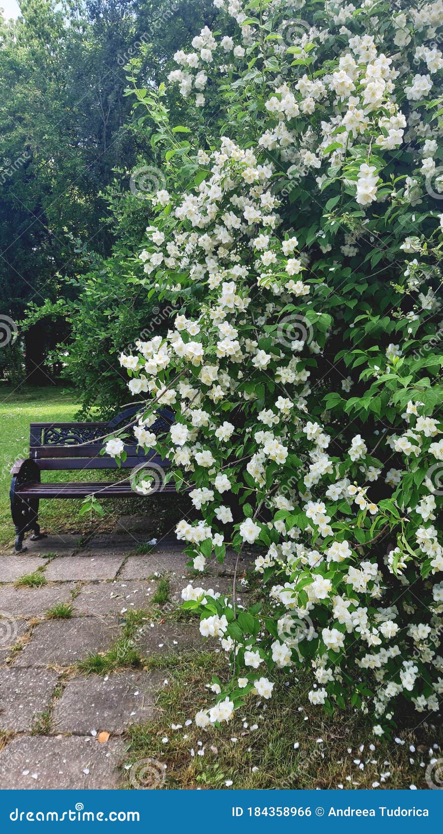 Jasmine Tree Stock Photography | CartoonDealer.com #168384428