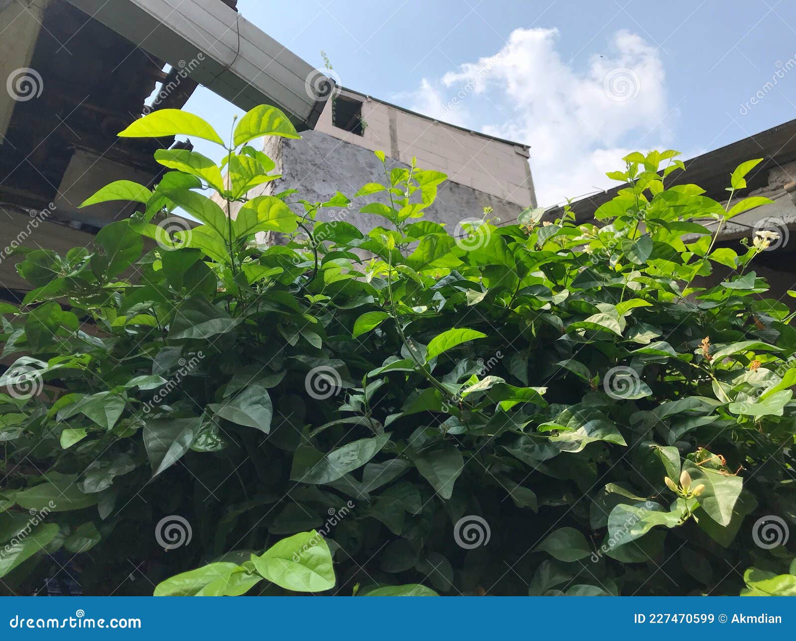 Jasmine Tree Stock Image | CartoonDealer.com #48476935