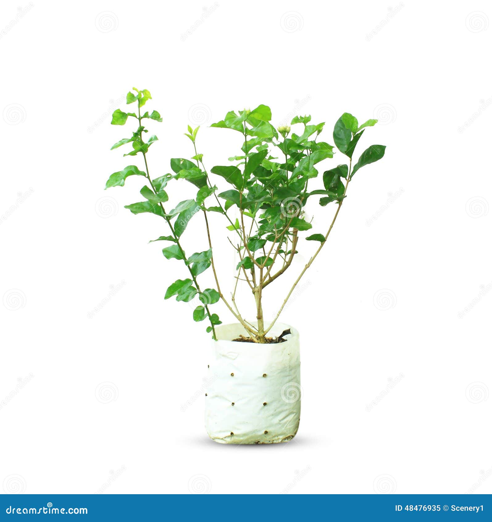 Jasmine Tree Stock Image | CartoonDealer.com #48476935