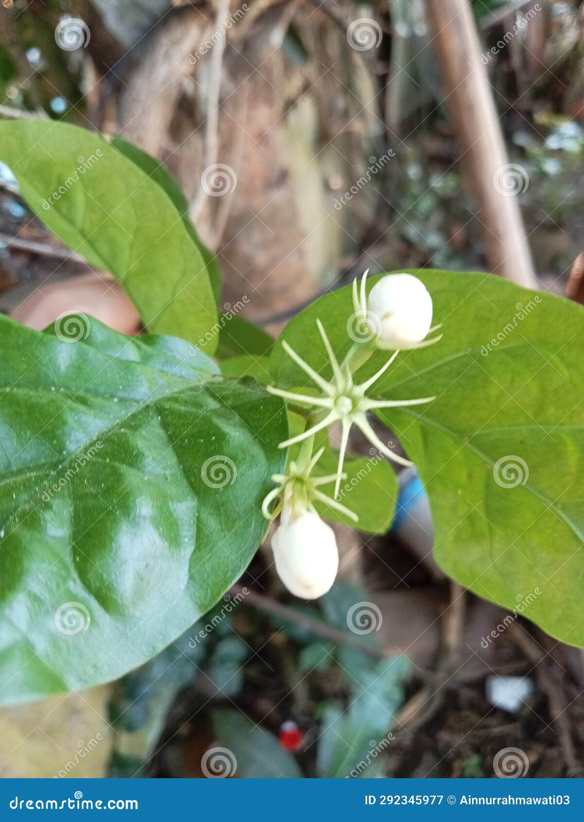 Jasmine tree and leaves stock image. Image of flow, leaf - 292345977