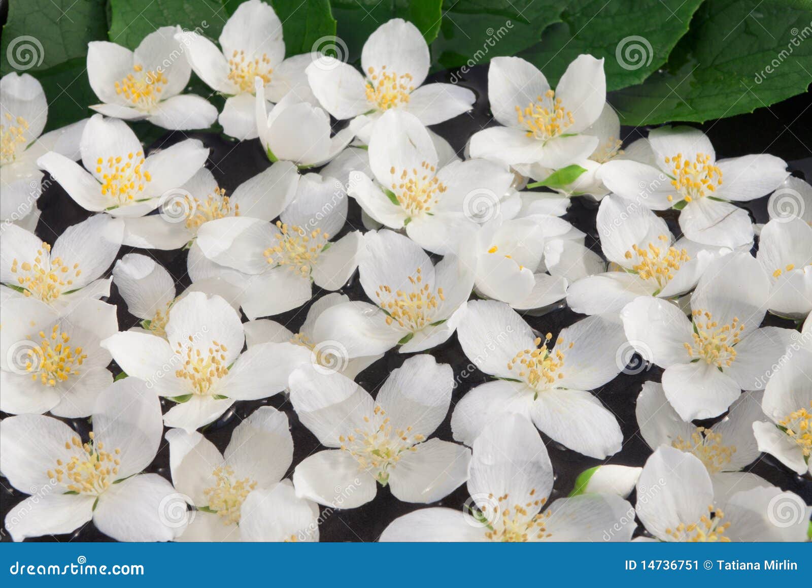Jasmine in the water stock image. Image of fresh, fragility - 14736751