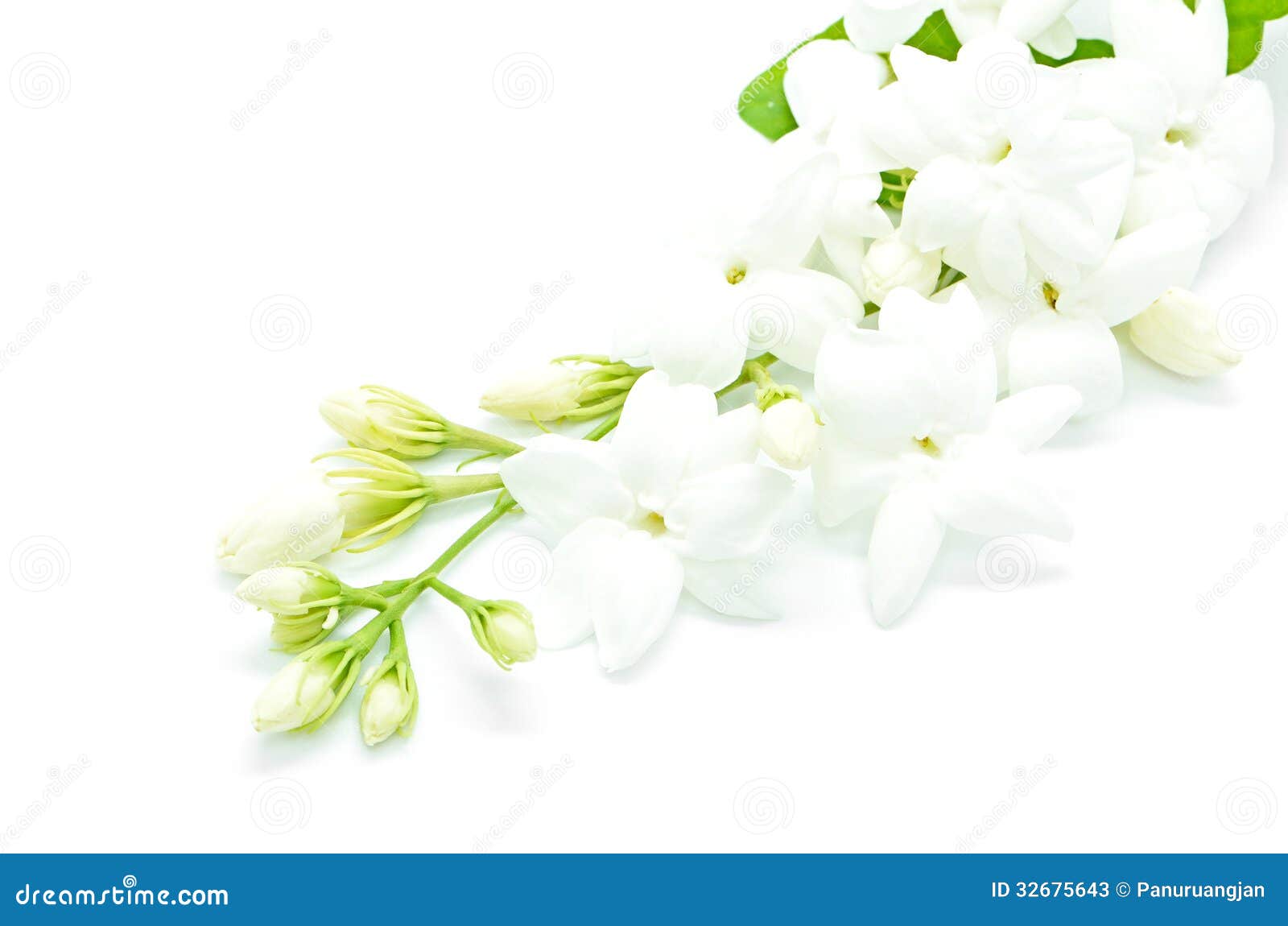 Jasmine Flower Blue Light Royalty-Free Stock Photo | CartoonDealer.com ...