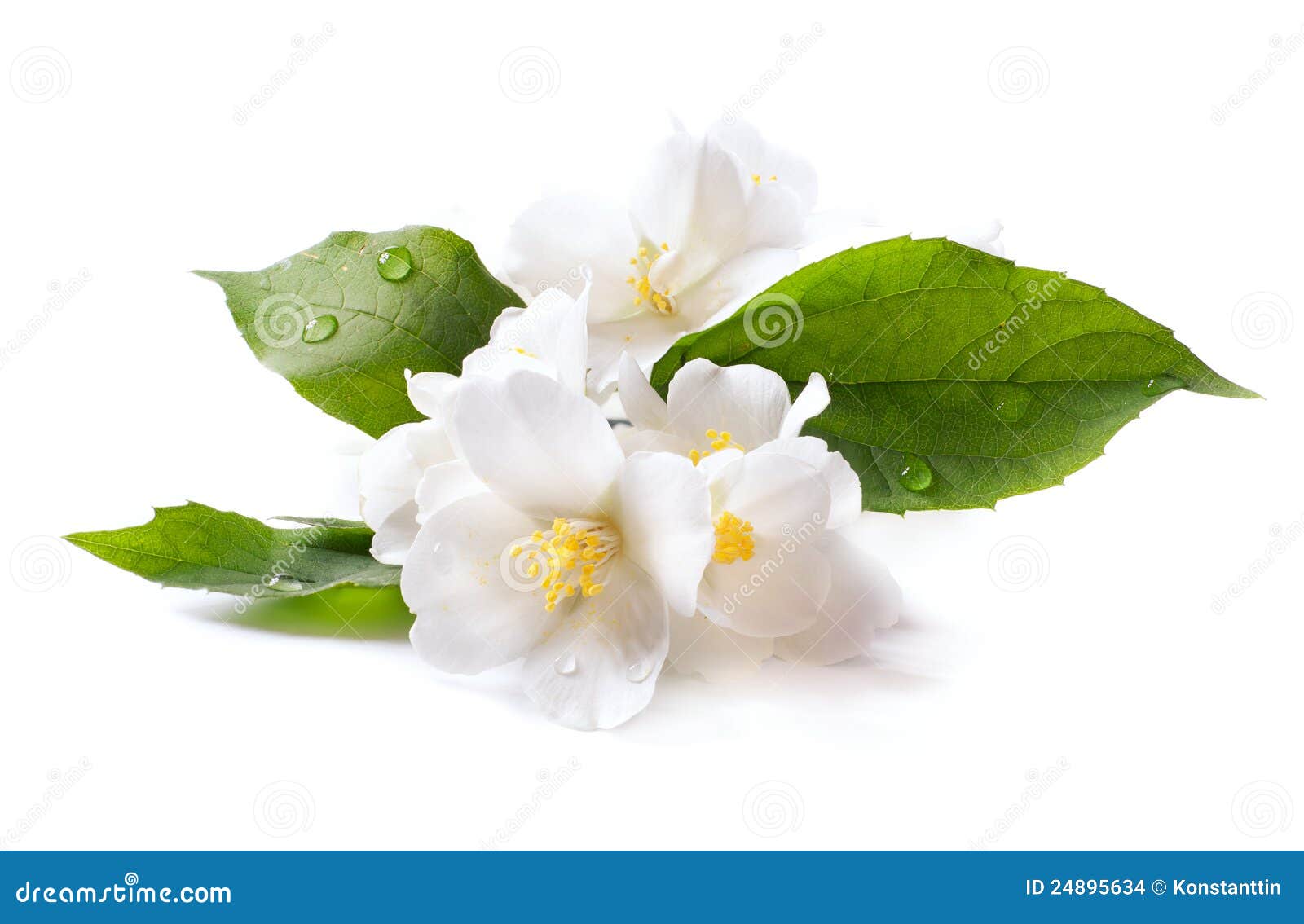 Jasmine White Flower on White Background Stock Photo - Image of jasmine ...