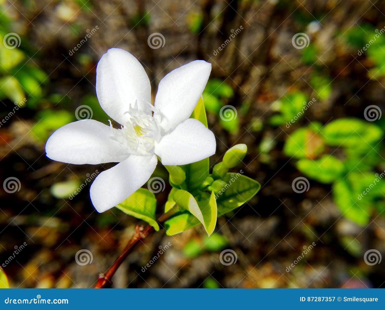 Jasmine stock image. Image of flora, gardening, flowers - 87287357