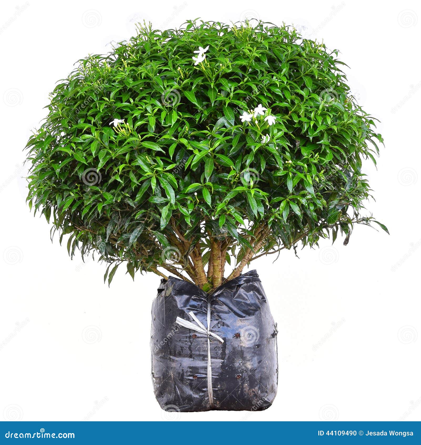 Jasminum Auriculatum Flower Tree Stock Photo - Image of jessamine ...