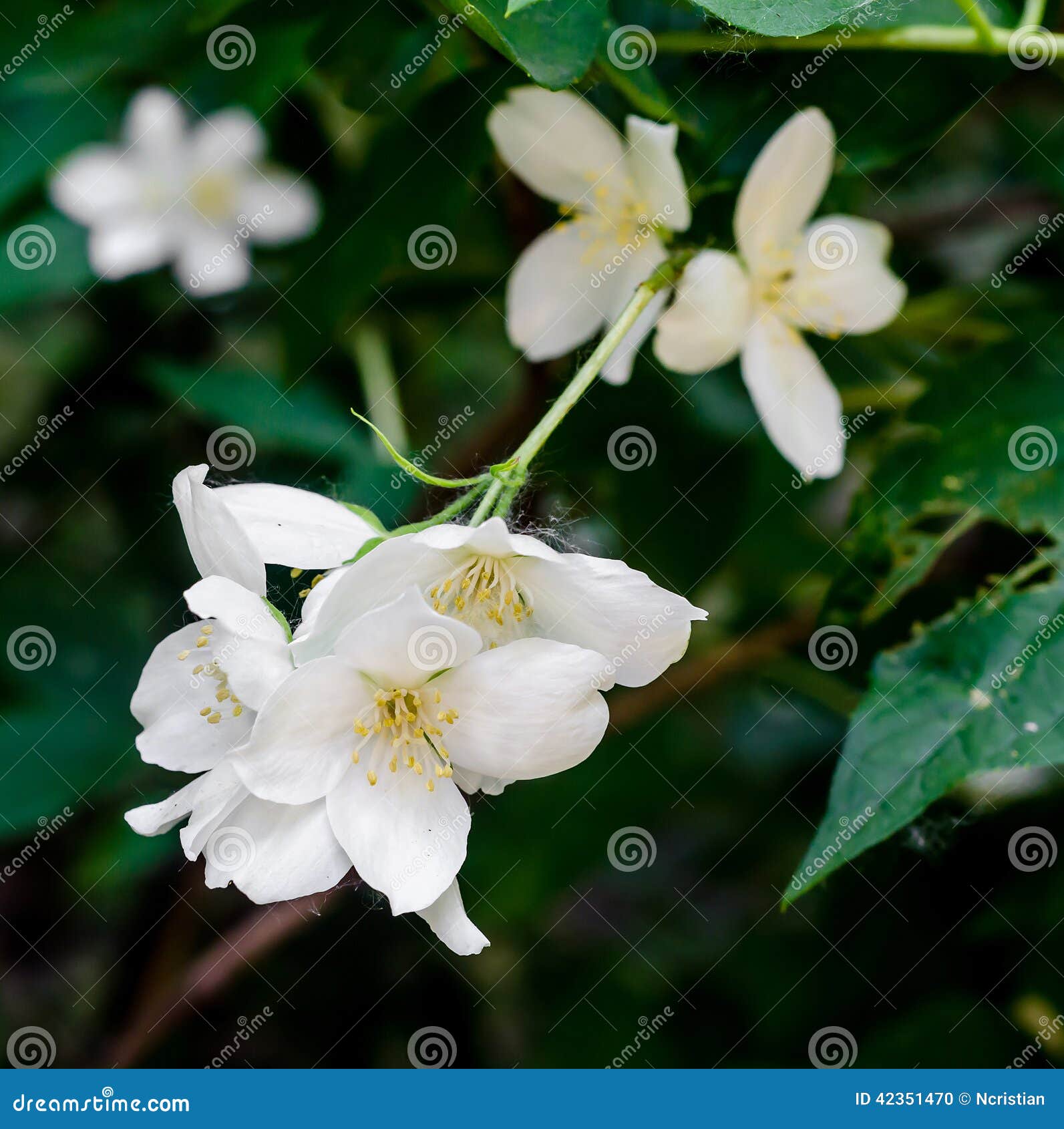 Jasminum Grandiflorum, Also Known Variously As the Spanish Jasmine ... Jasminum Grandiflorum, Also Known Variously As the Spanish Jasmine ...