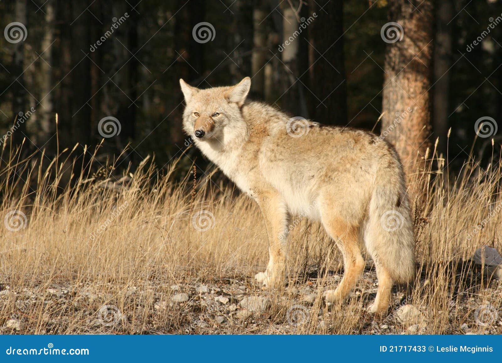 179 Canadian Coyote Photo Stock Photos - Free & Royalty-Free Stock ...