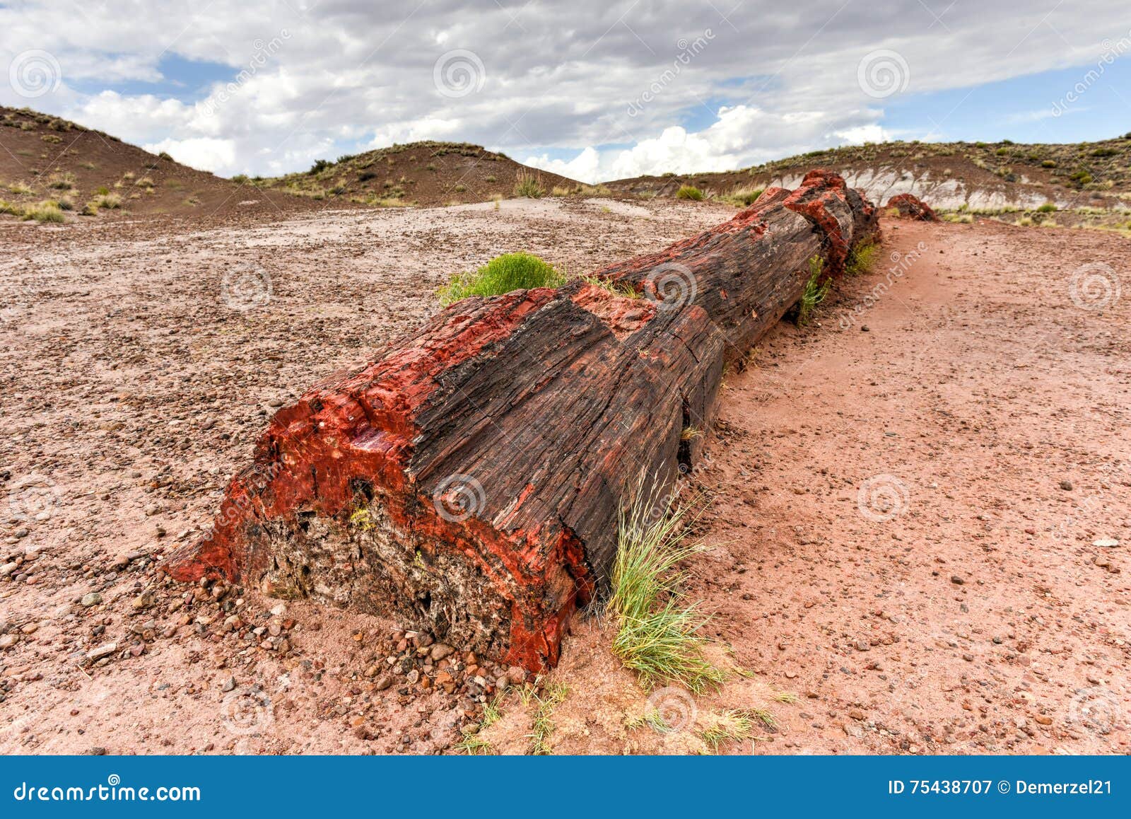 Jasper Forest - Petrified Forest National Park Stock Image - Image of ...