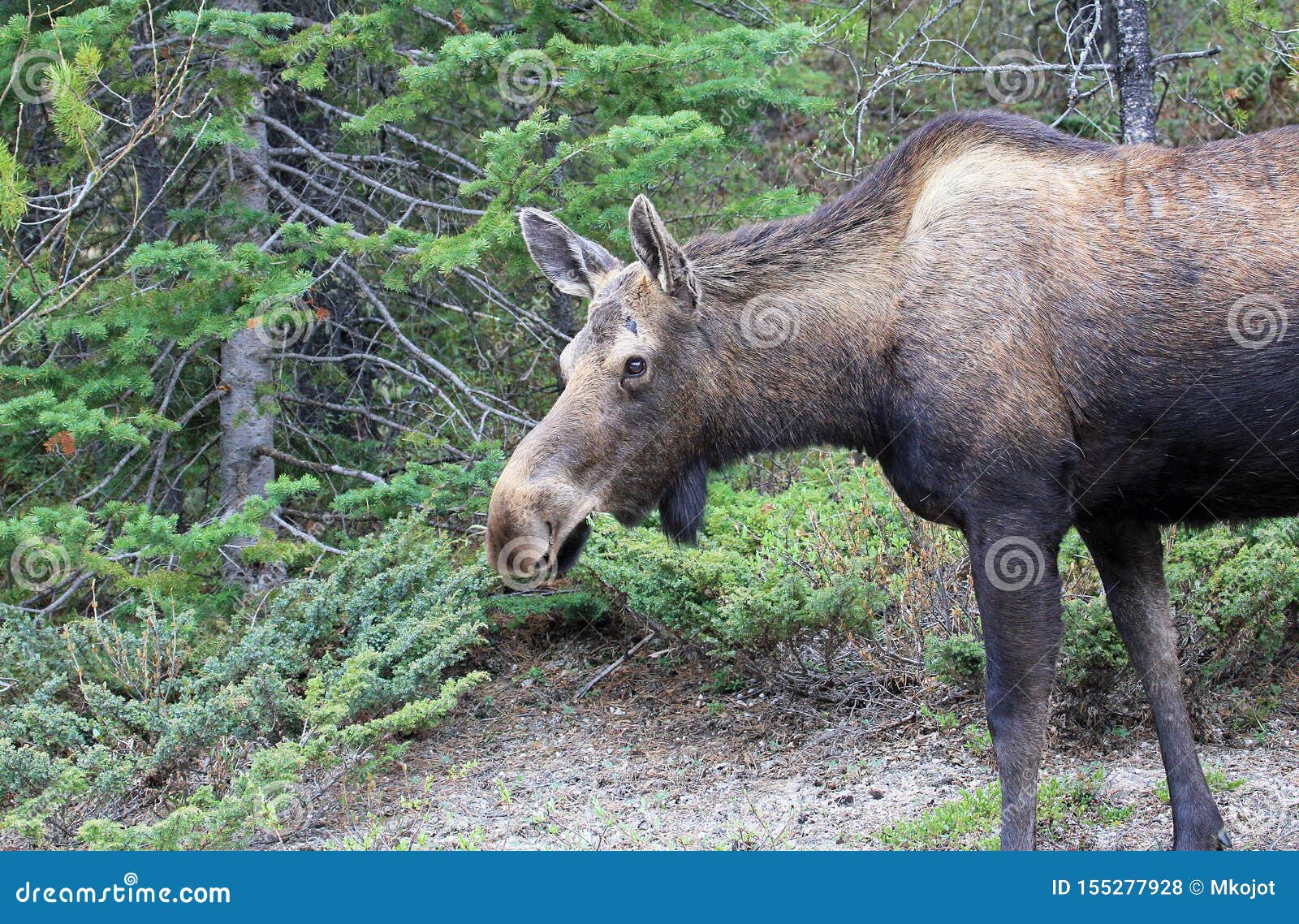 Female moose stock photo. Image of female, national - 155277928