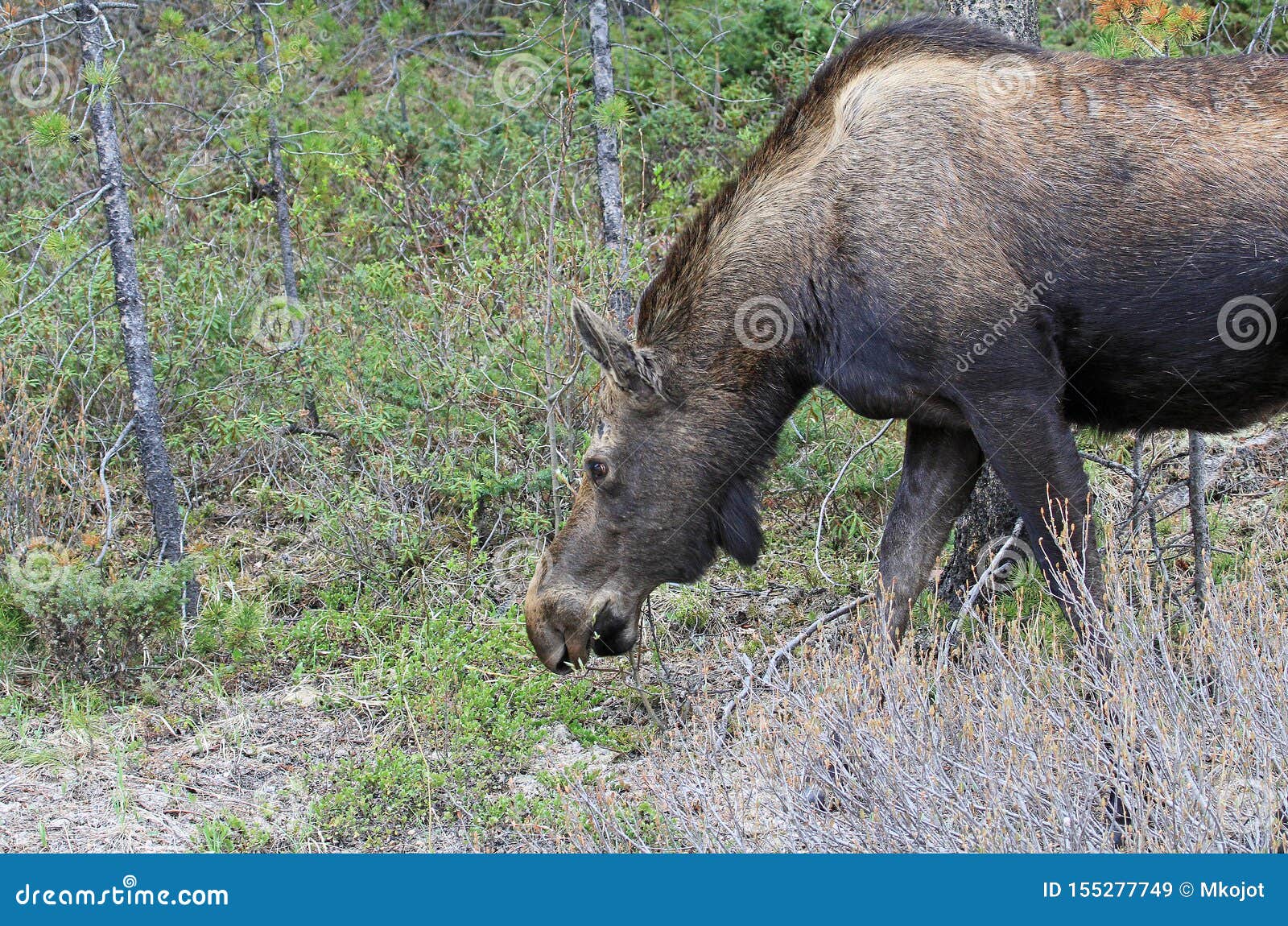 Female moose grazing stock image. Image of idyllic, female - 155277749