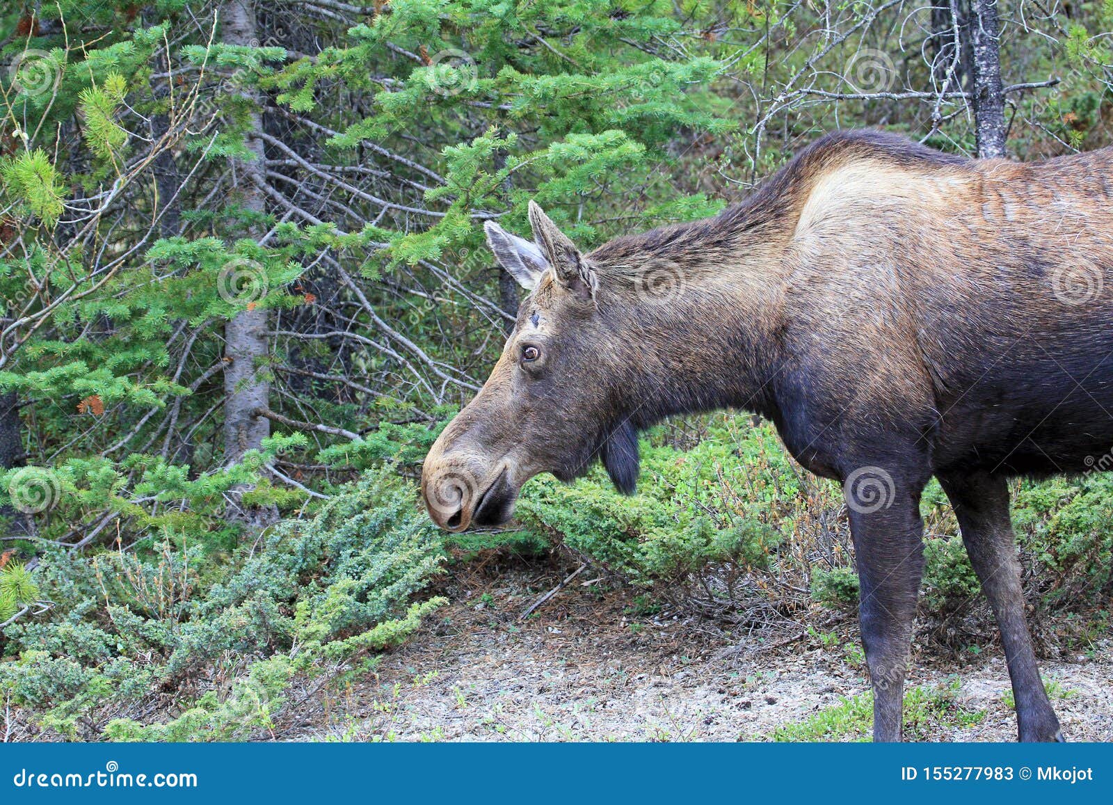 Female moose in profile stock image. Image of forest - 155277983