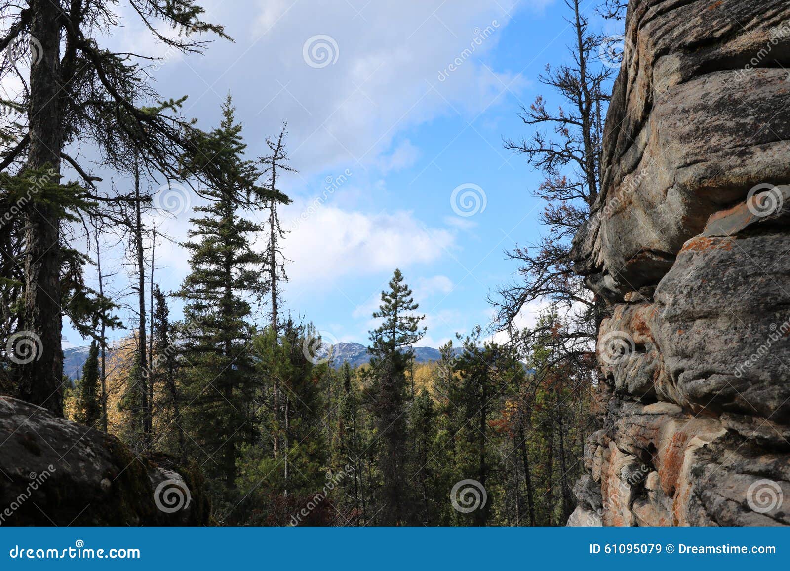 Jasper Pine Trees stock image. Image of lake, mountain - 61095079