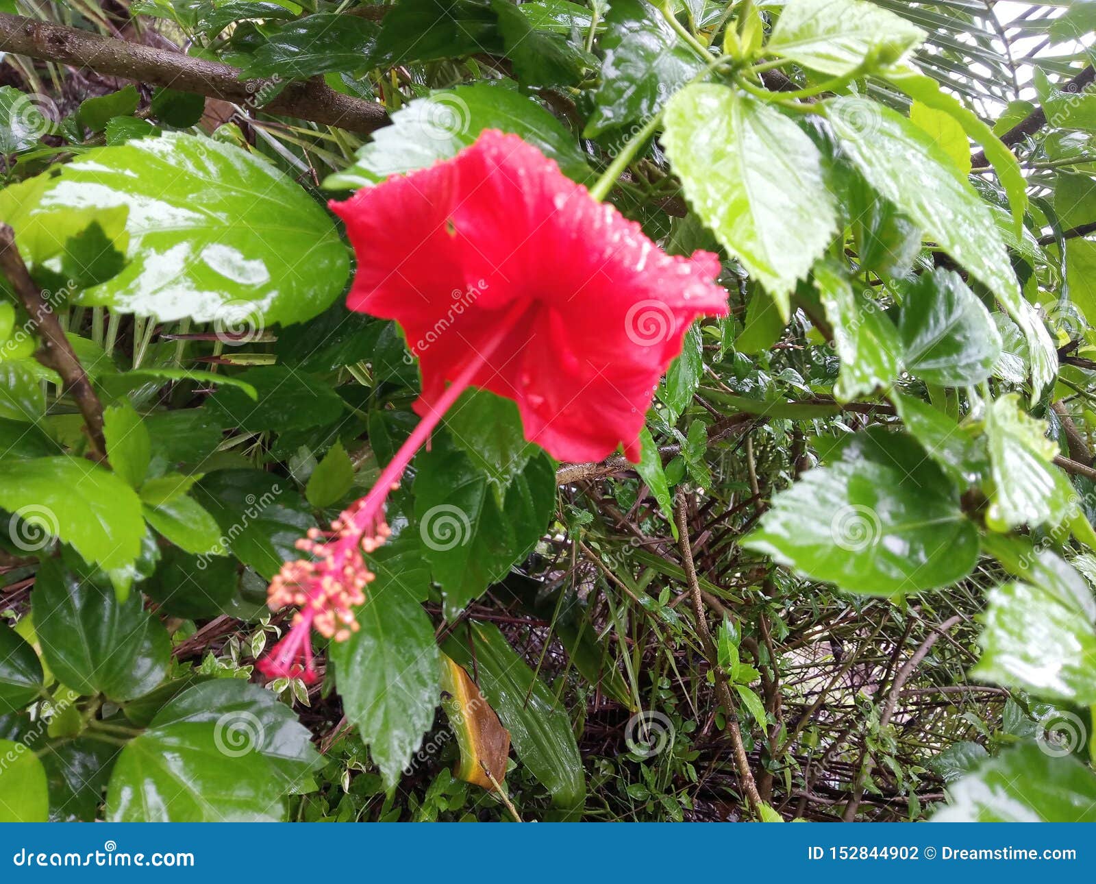 Jaswadi Flower stock photo. Image of garden, attractive - 152844902