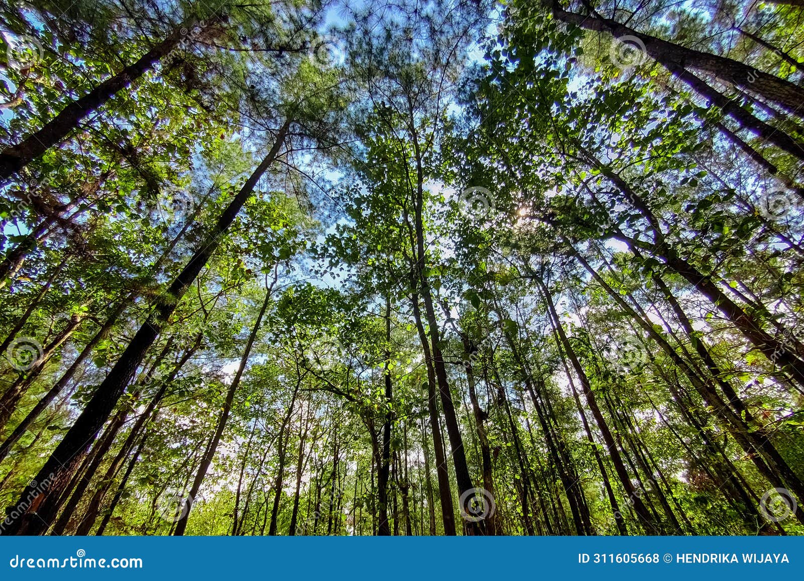 Jati Forest stock photo. Image of trees, jati, ladscape - 311605668