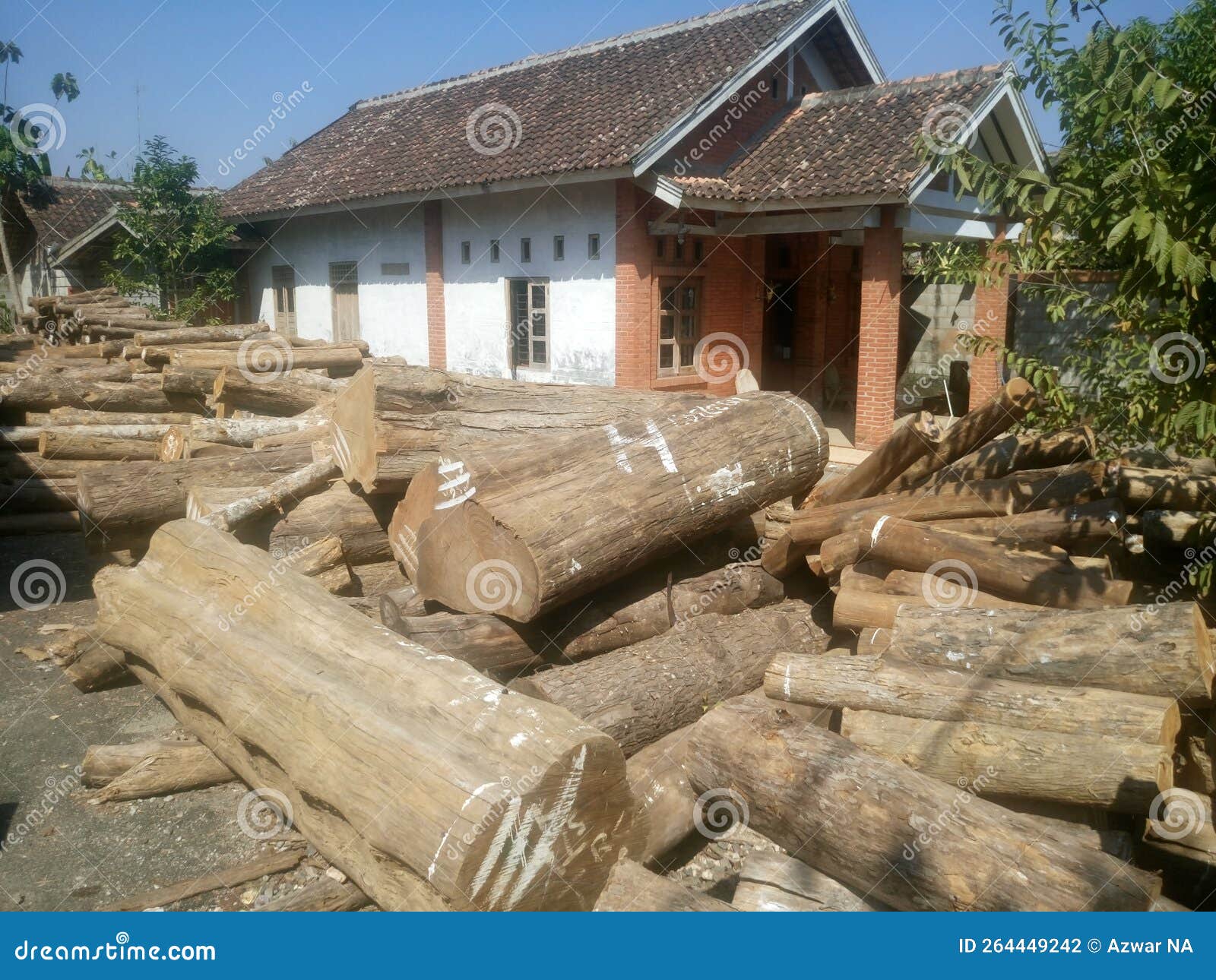 Jati or Oak Wood from Community Forest in Java, Indonesia. the ...