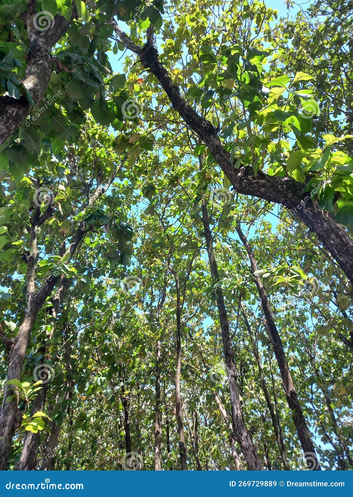 Jati Tree at the forest stock image. Image of branch - 269729889
