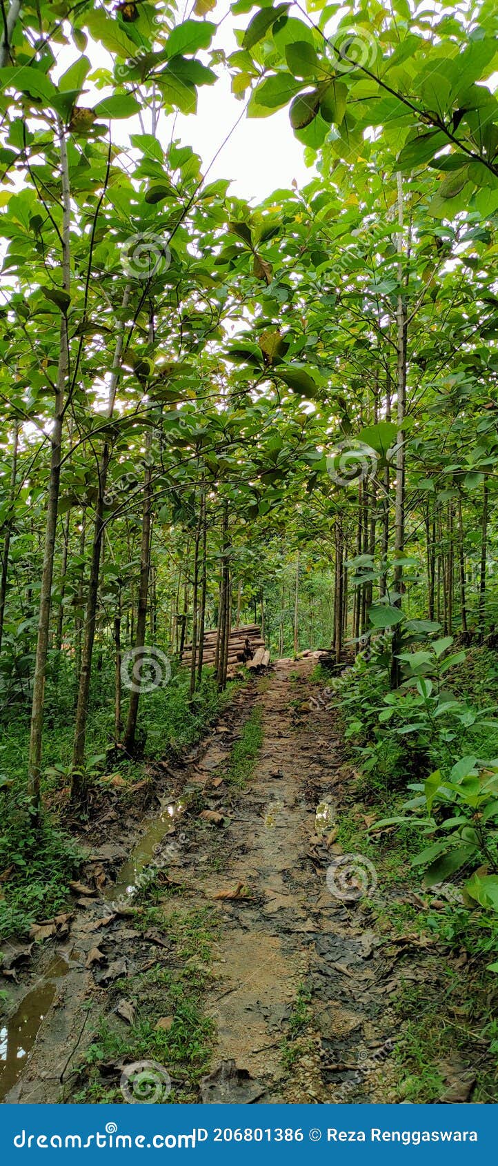 Jati Tree stock photo. Image of green, jungle, vegetation - 206801386