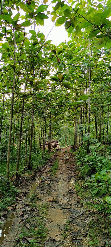 Jati Tree stock photo. Image of green, jungle, vegetation - 206801386