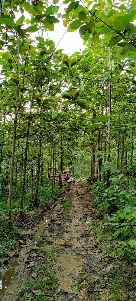 Jati Tree stock photo. Image of green, jungle, vegetation - 206801386