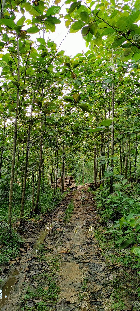 Jati Tree stock photo. Image of green, jungle, vegetation - 206801386