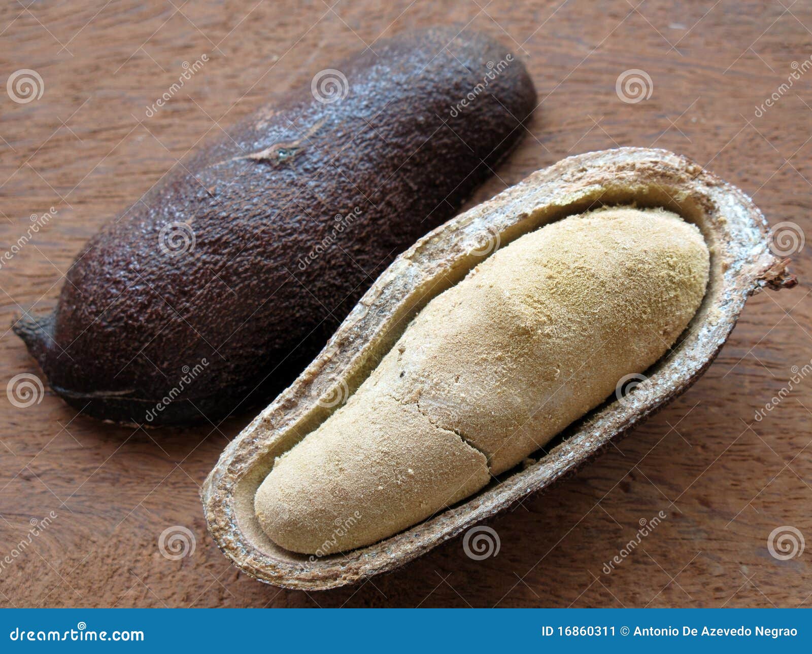 Jatoba stock image. Image of trees, wood, tree, leguminosae - 16860311