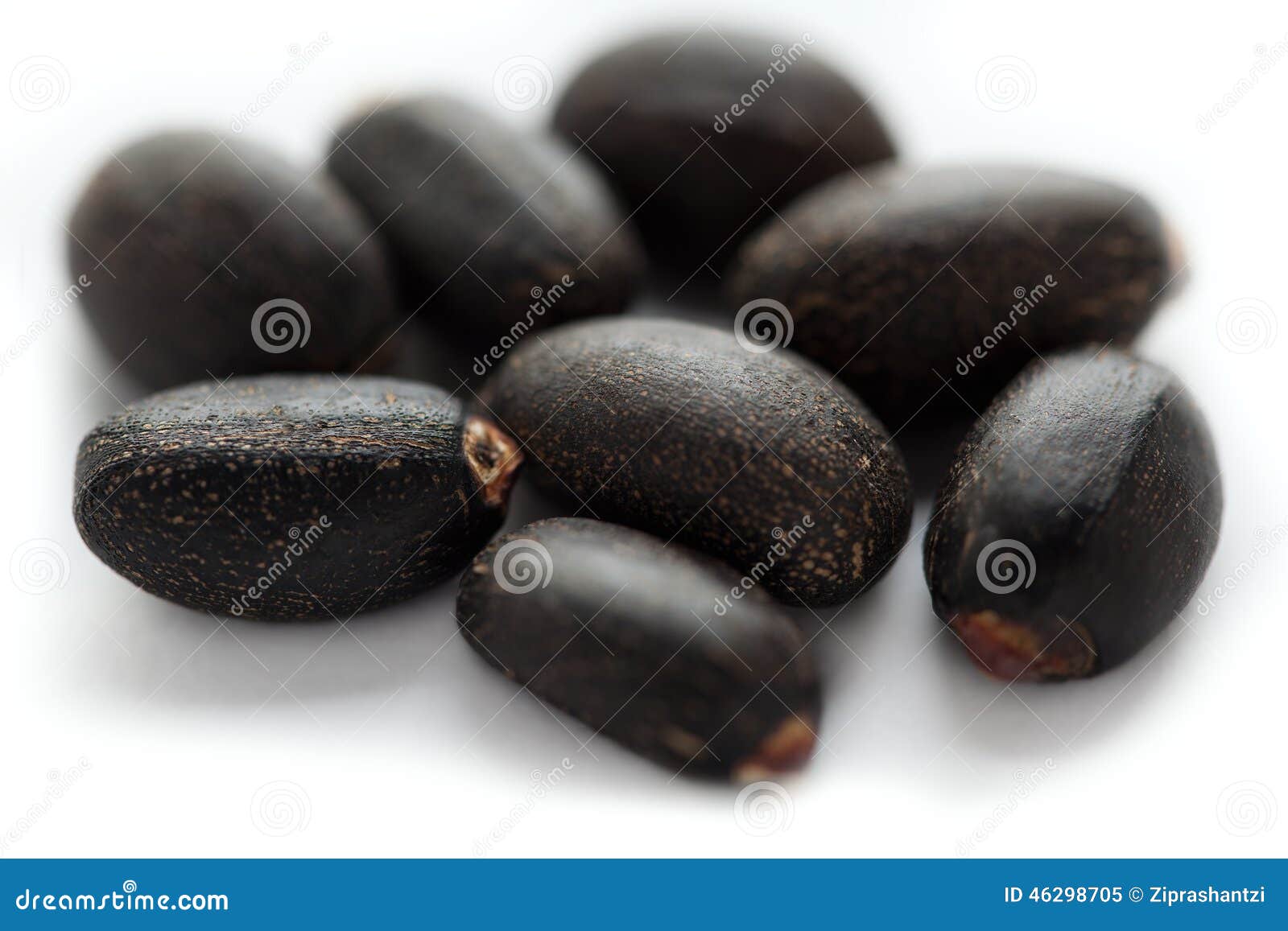 Jatropha curcas seed stock image. Image of jatropha, crude - 46298705