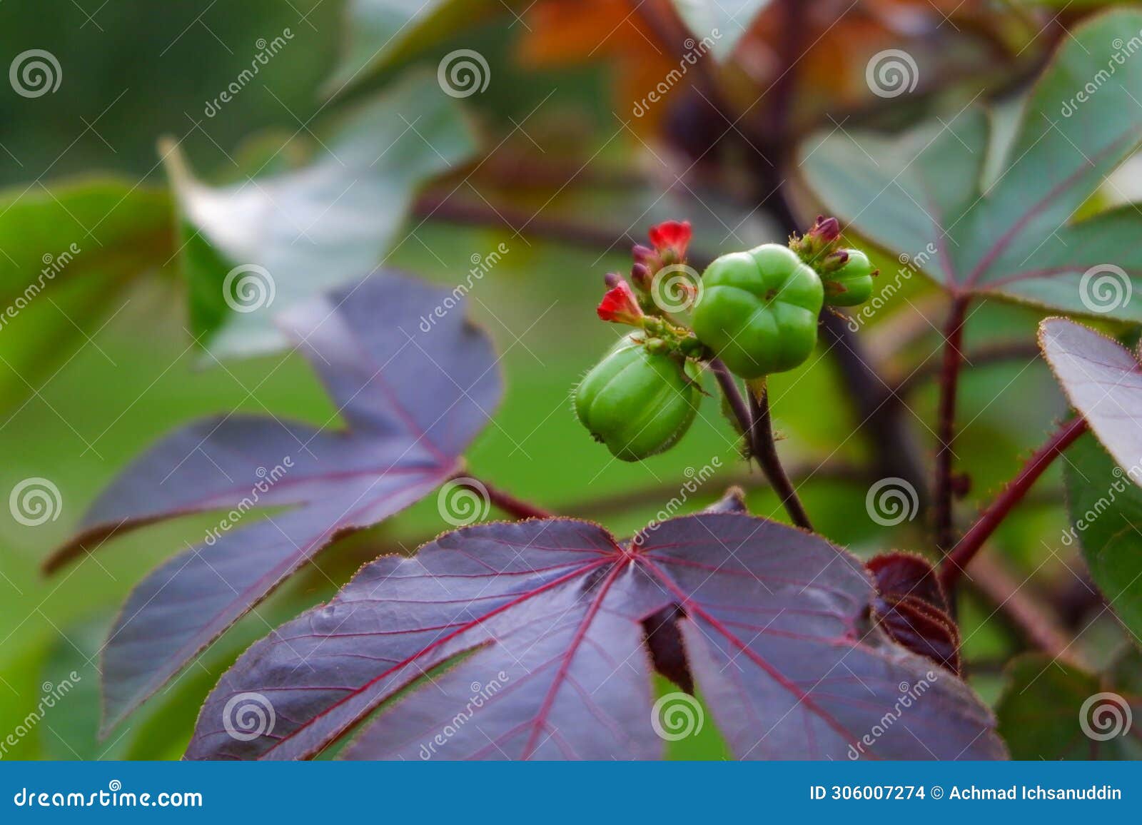 Jatropha Gossypiifolia or Red Castor Plant Editorial Stock Image ...