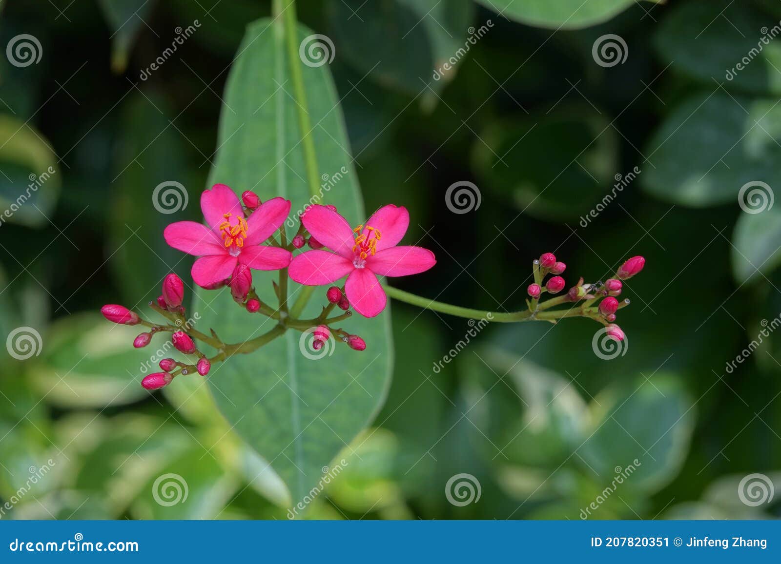 Jatropha integerrima stock image. Image of flower, nature - 207820351