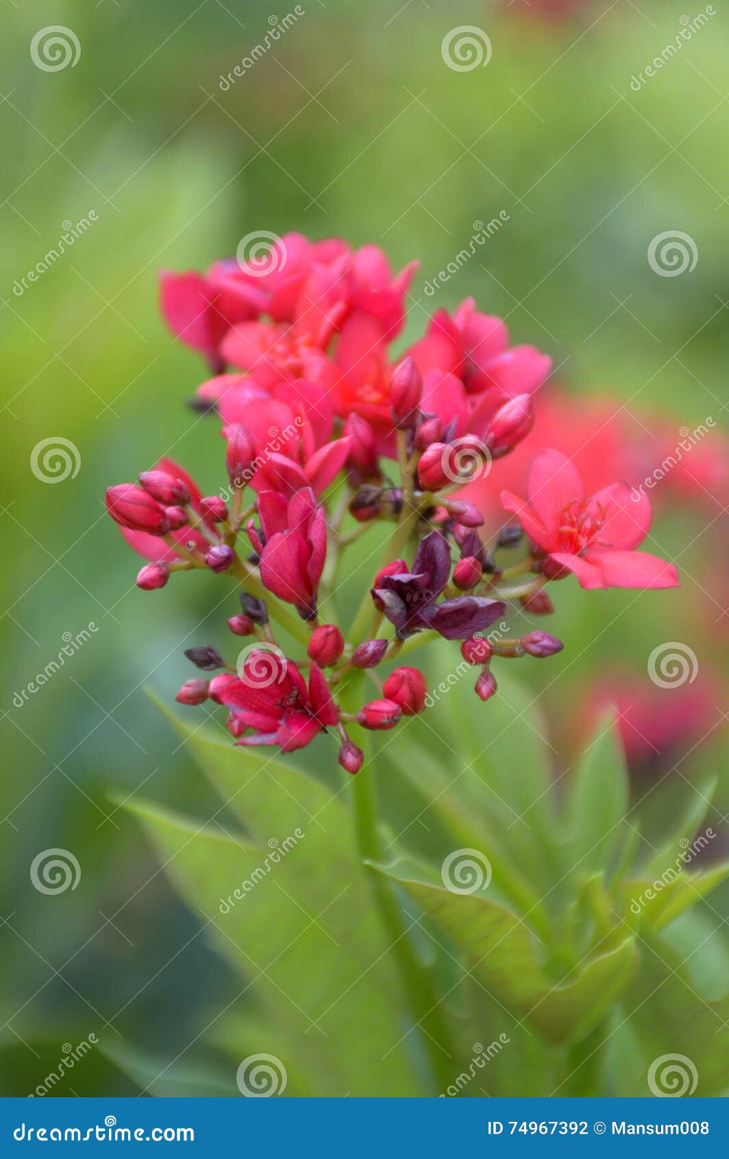 Jatropha Integerrima Flower in Nature Garden Stock Photo - Image of ...