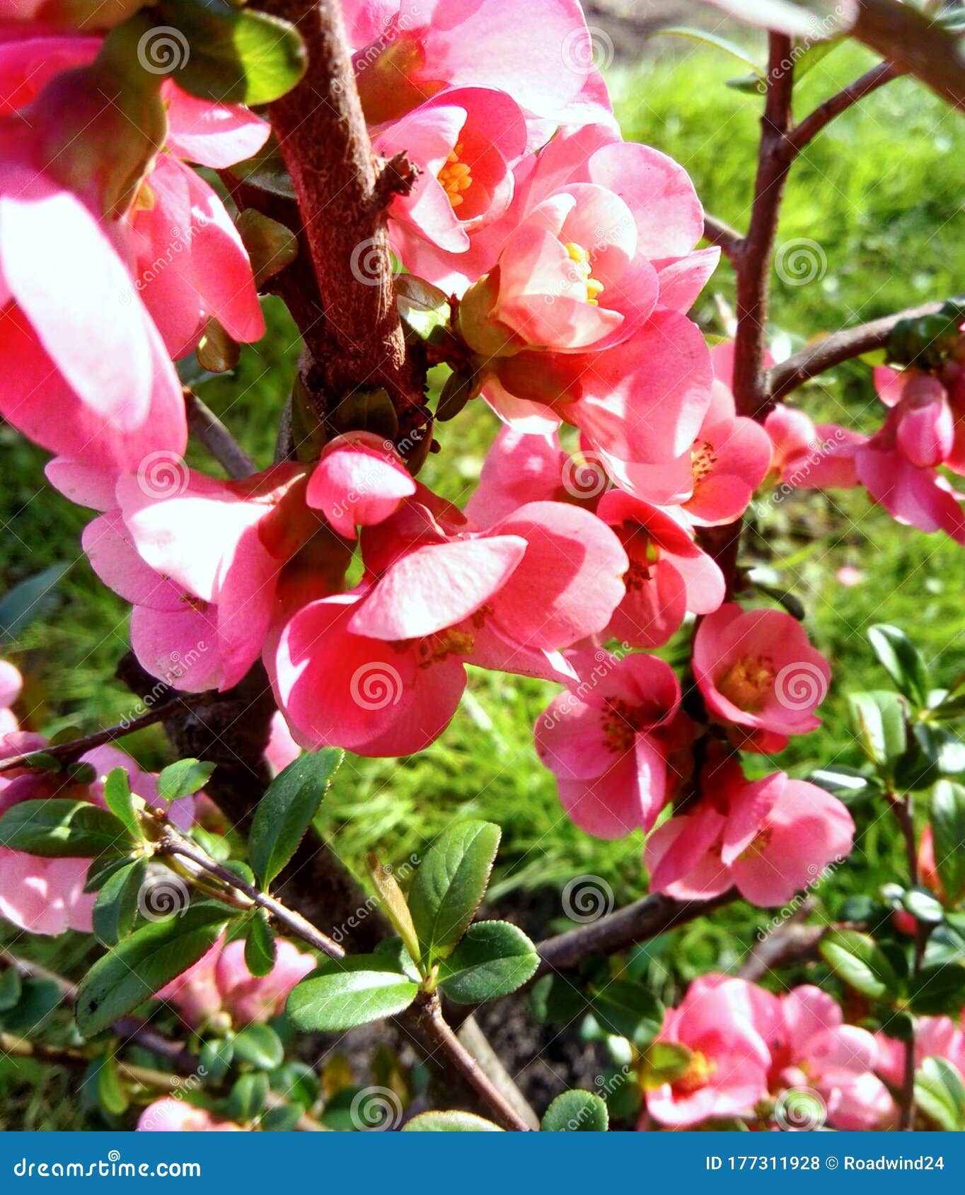 Jatropha Integerrima Flowers Stock Photo - Image of bloom, green: 177311928