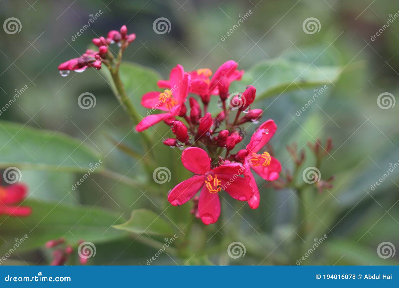 Jatropha Integerrima Jatropha Plants Bright Red Flower Stock Photo ...