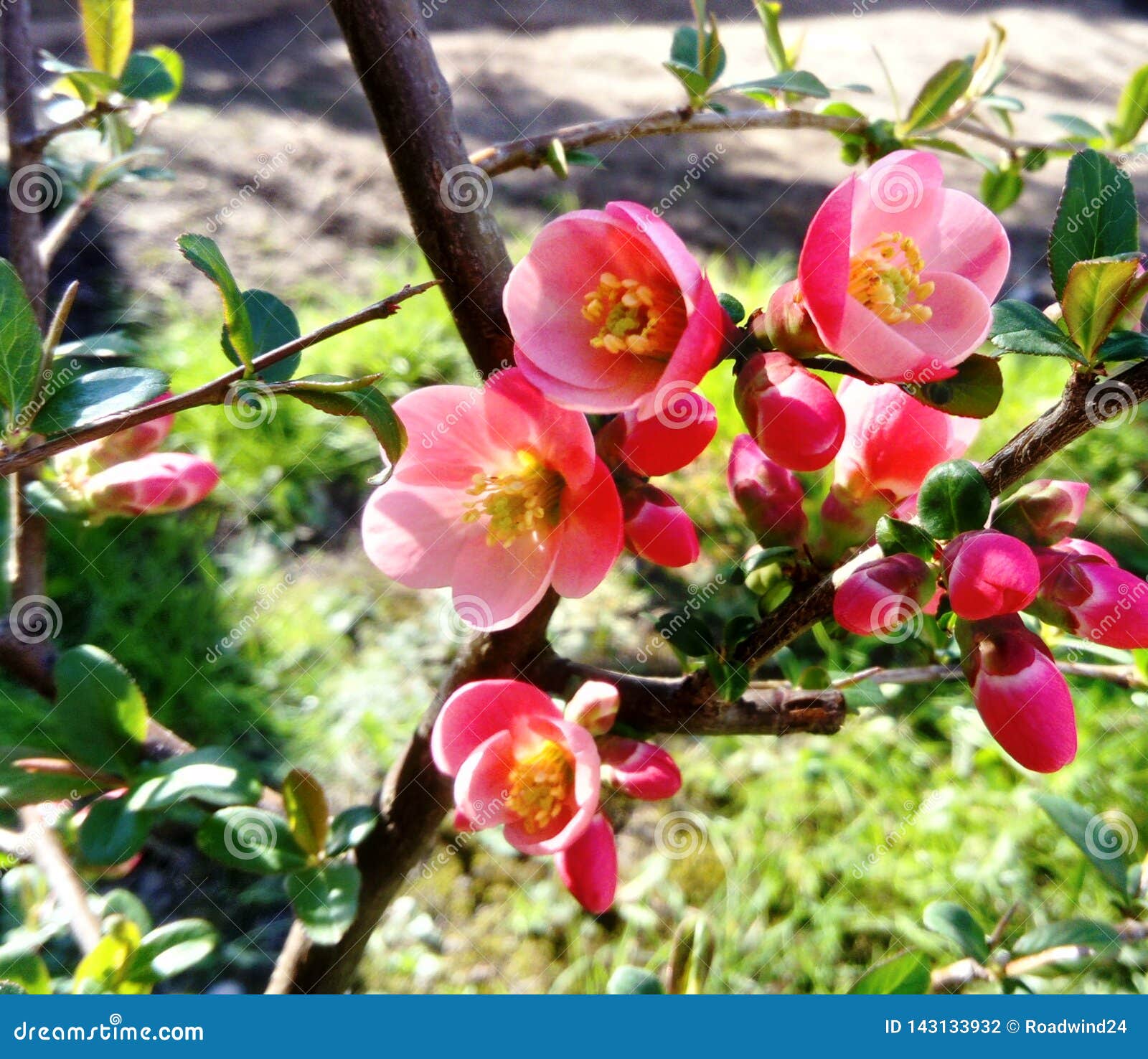 Jatropha integerrima tree stock photo. Image of evergreen - 143133932