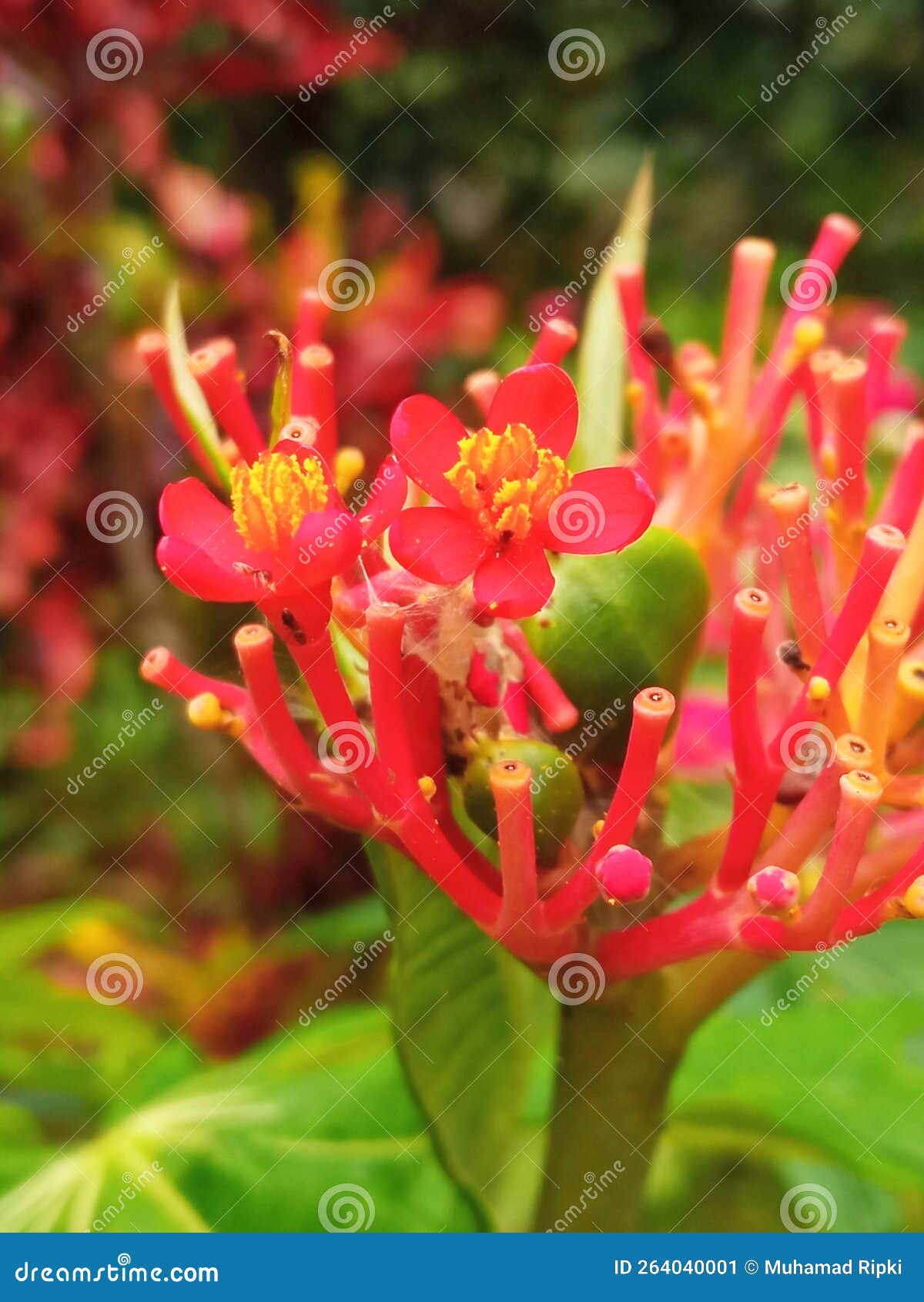 Jatropha Multifida, Which is Called Coral Plant, Coral Bush Stock Image ...