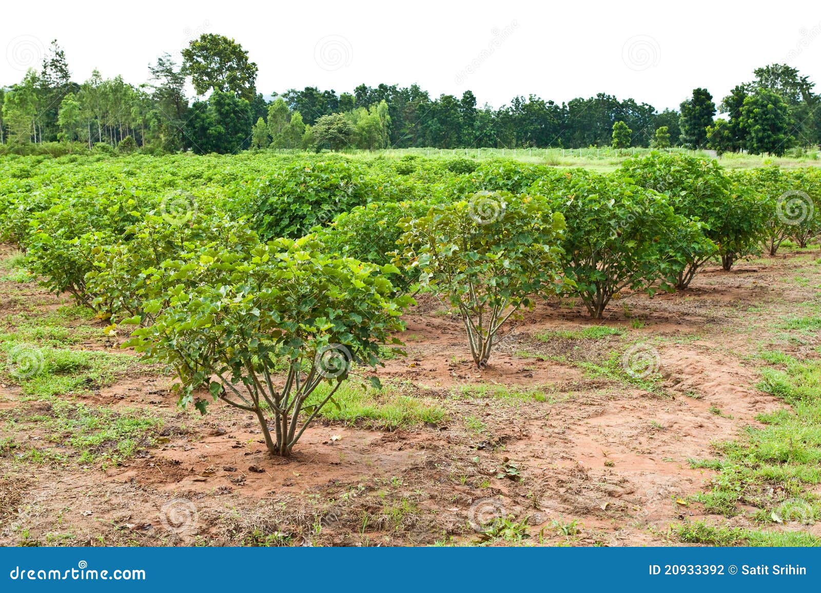 Jatropha plant stock photo. Image of grass, nature, ground - 20933392