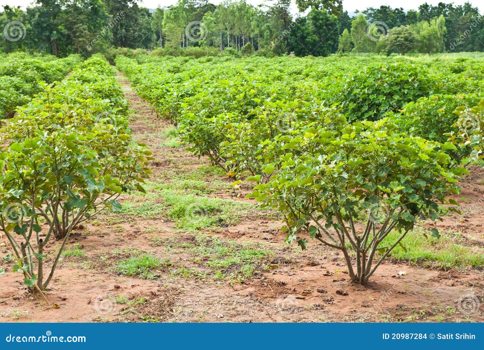 Jatropha plant stock photo. Image of plants, grow, clean - 20987284