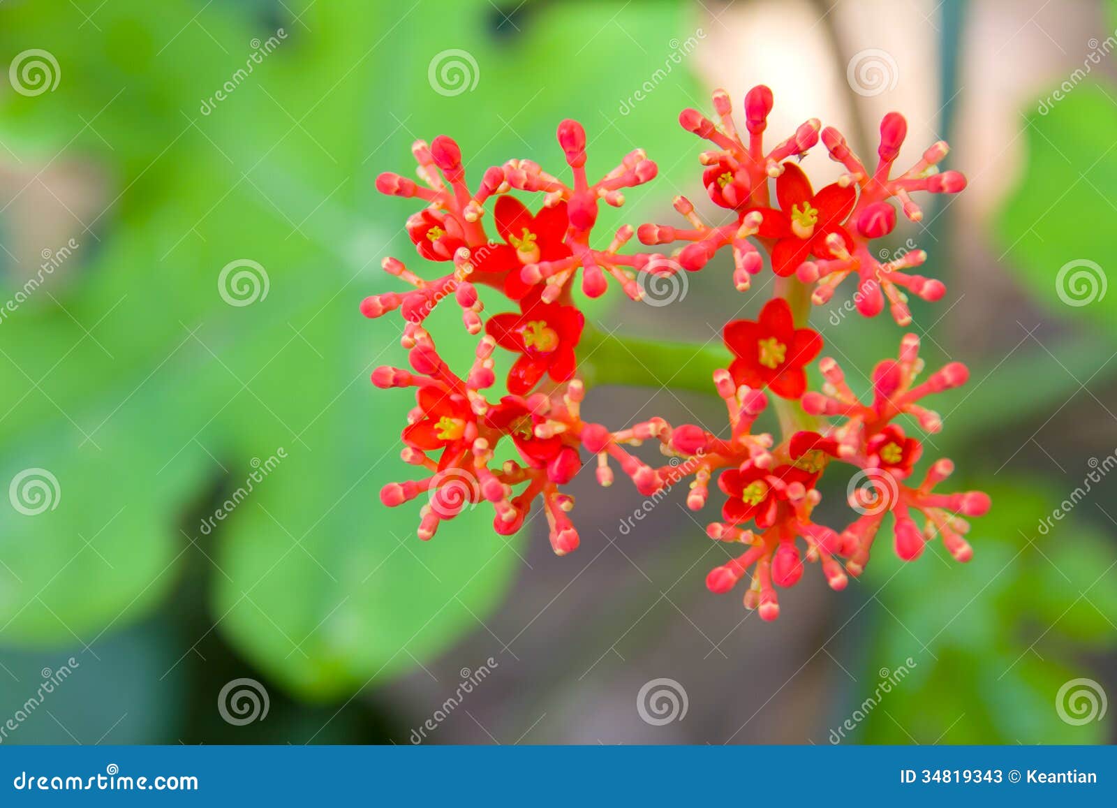 Jatropha Podagrica stock image. Image of herb, horticulture - 34819343
