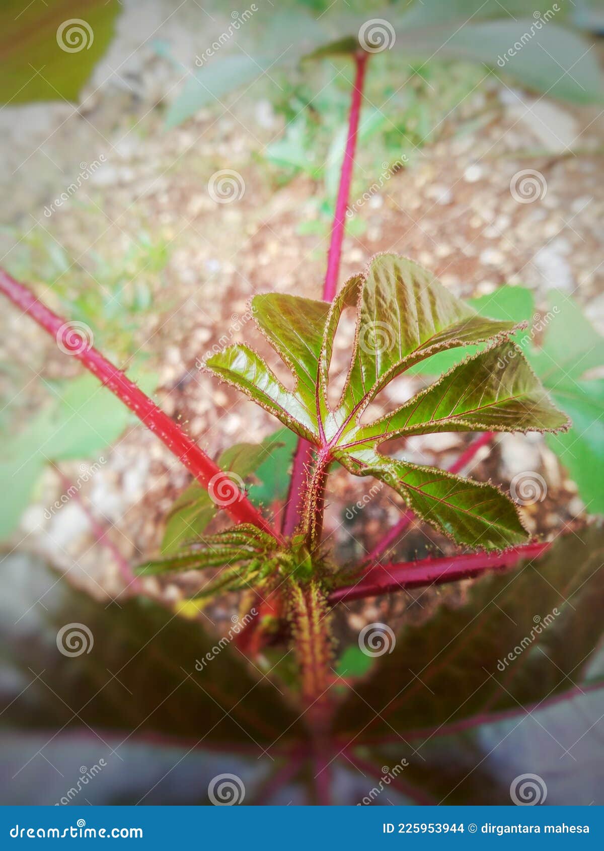 Jatropha Tree is a Plant with Rich Benefits Stock Photo - Image of ...