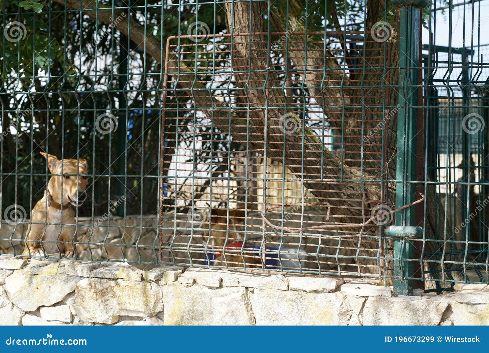 Jaula de perros adorables imagen de archivo. Imagen de primer - 196673299