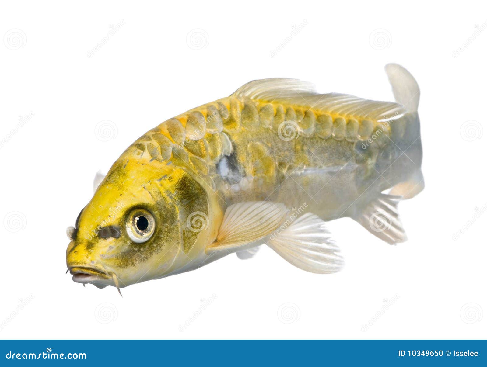 Jaune D'ogon De Koi De Cyprinus De Carpio Photo stock - Image du ...