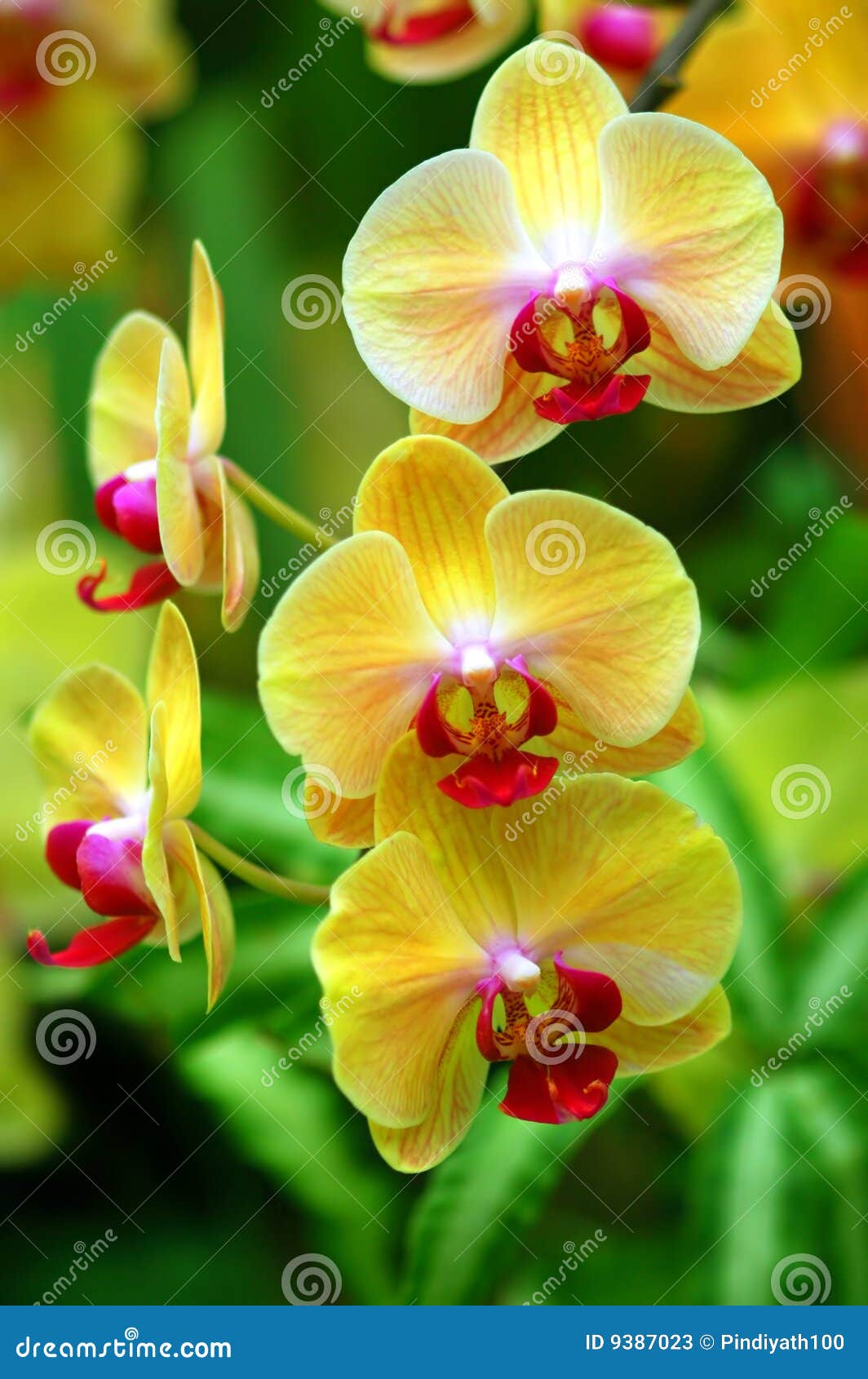 Jaune d'orchidées image stock. Image du tony, jaune, intérieur - 9387023